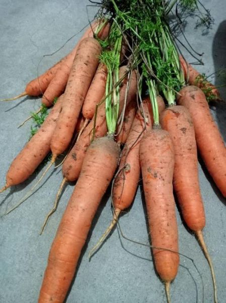 水果胡萝卜热量高吗_水果胡萝卜可以生吃吗-第3张图片-山城妙识