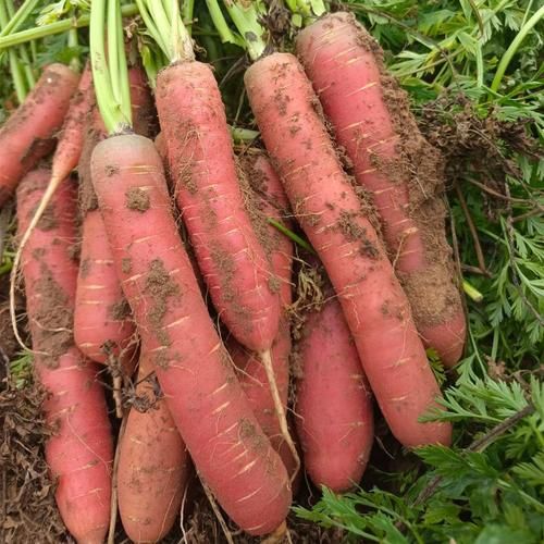 水果胡萝卜热量高吗_水果胡萝卜可以生吃吗-第2张图片-山城妙识