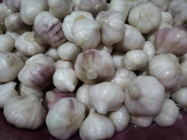 盐大蒜头怎么腌制_腌制大蒜头多久能吃-第2张图片-山城妙识