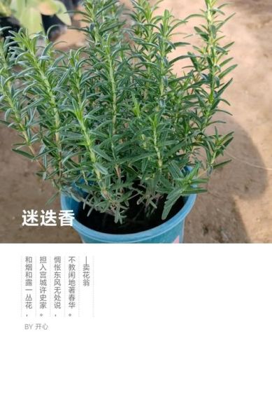 迷迭香花语是什么_迷迭香花语有哪些含义-第3张图片-山城妙识