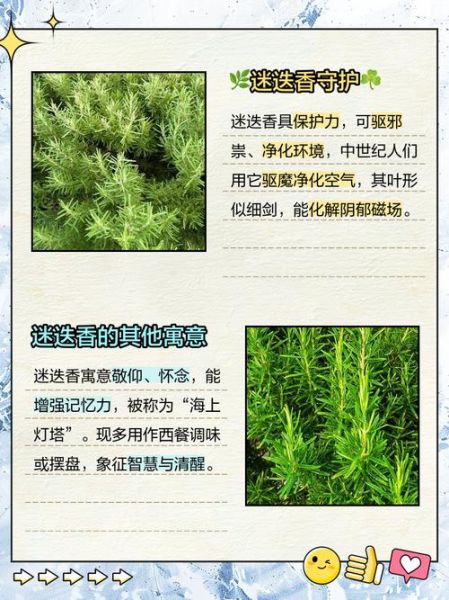 迷迭香花语是什么_迷迭香花语有哪些含义-第2张图片-山城妙识