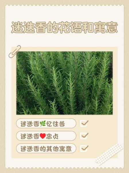 迷迭香花语是什么_迷迭香花语有哪些含义-第1张图片-山城妙识