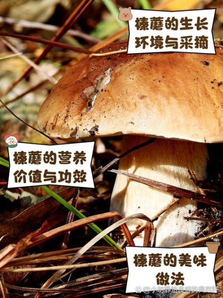 鲜榛蘑怎么保存_鲜榛蘑图片长什么样-第1张图片-山城妙识 鲜榛蘑怎么保存_鲜榛蘑图片长什么样-第1张图片-山城妙识