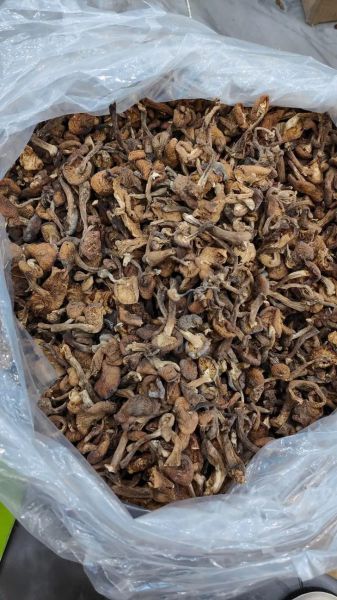 鲜榛蘑怎么保存_鲜榛蘑图片长什么样-第2张图片-山城妙识 鲜榛蘑怎么保存_鲜榛蘑图片长什么样-第2张图片-山城妙识