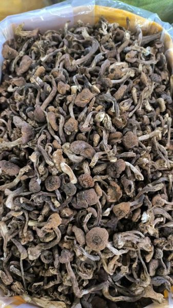 鲜榛蘑怎么保存_鲜榛蘑图片长什么样-第3张图片-山城妙识 鲜榛蘑怎么保存_鲜榛蘑图片长什么样-第3张图片-山城妙识