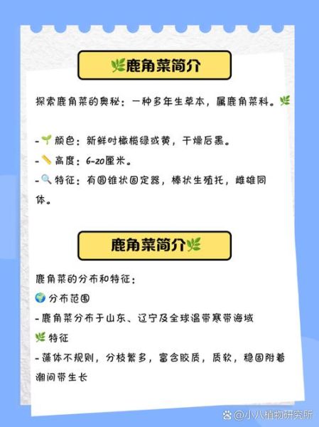 鹿角菜和石花菜的区别_哪个更适合凉拌-第1张图片-山城妙识 鹿角菜和石花菜的区别_哪个更适合凉拌-第1张图片-山城妙识