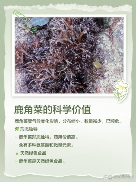 鹿角菜和石花菜的区别_哪个更适合凉拌-第3张图片-山城妙识 鹿角菜和石花菜的区别_哪个更适合凉拌-第3张图片-山城妙识