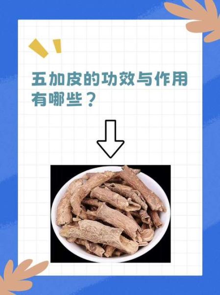 五加皮的功效与作用_五加皮主治哪些病-第1张图片-山城妙识