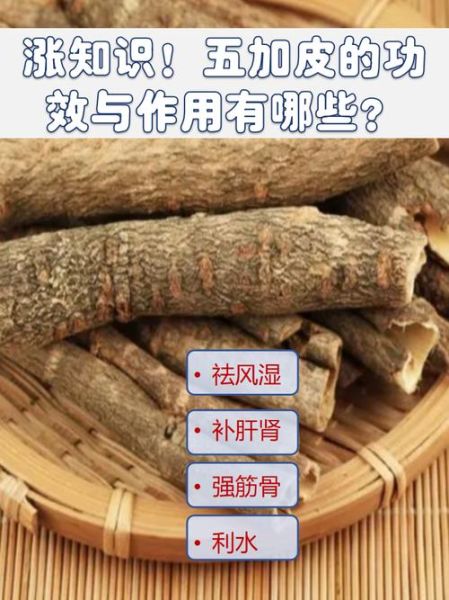 五加皮的功效与作用_五加皮主治哪些病-第3张图片-山城妙识