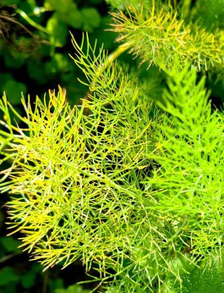 野茴香的功效与作用_野茴香的禁忌有哪些-第1张图片-山城妙识