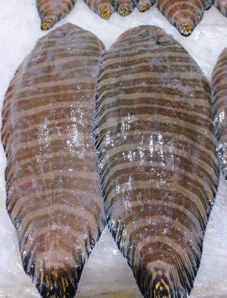 深海鱼事件真相_深海鱼还能吃吗-第2张图片-山城妙识 深海鱼事件真相_深海鱼还能吃吗-第2张图片-山城妙识