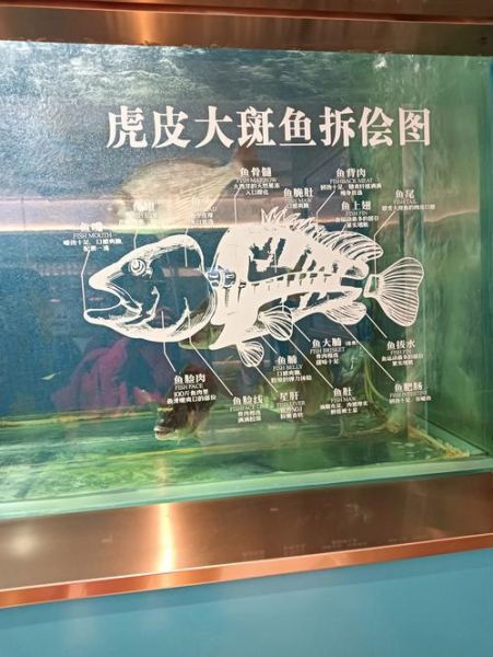 深海鱼事件真相_深海鱼还能吃吗-第3张图片-山城妙识 深海鱼事件真相_深海鱼还能吃吗-第3张图片-山城妙识
