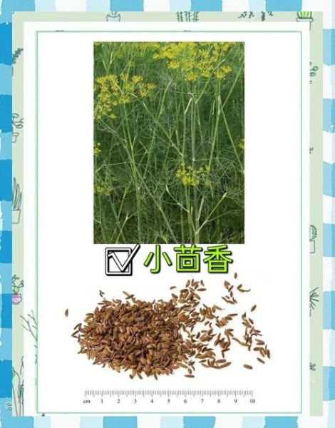 野茴香的功效与作用_野茴香的禁忌有哪些-第2张图片-山城妙识