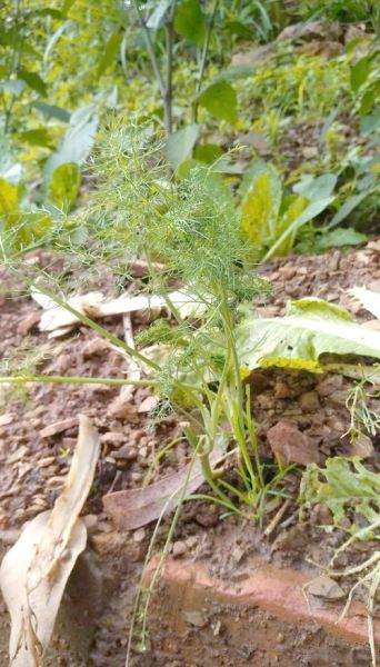 野茴香的功效与作用_野茴香的禁忌有哪些-第3张图片-山城妙识