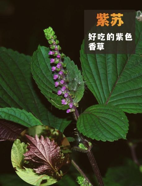 紫苏花图片_紫苏花长什么样-第1张图片-山城妙识