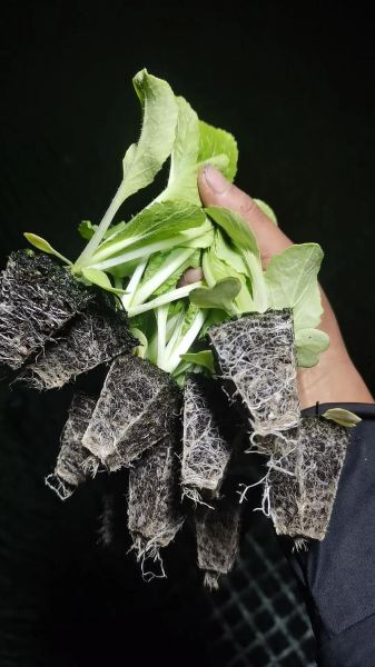 白菜根系结构图_白菜根有多深-第1张图片-山城妙识