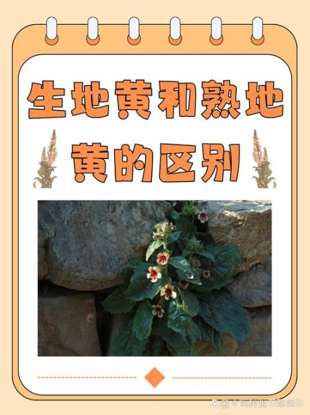 生地的功效与作用_生地黄与熟地黄的区别-第1张图片-山城妙识