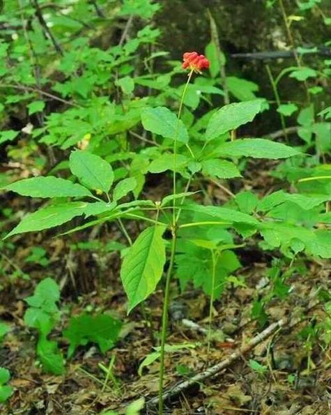 人参叶子图片大全_如何辨别真假-第3张图片-山城妙识 人参叶子图片大全_如何辨别真假-第3张图片-山城妙识