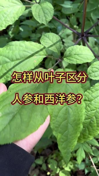 人参叶子图片大全_如何辨别真假-第1张图片-山城妙识 人参叶子图片大全_如何辨别真假-第1张图片-山城妙识
