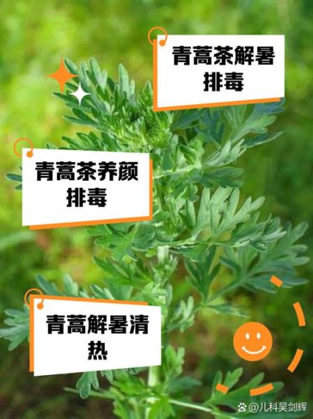 青蒿草泡水喝的功效_青蒿草泡水喝的禁忌-第1张图片-山城妙识