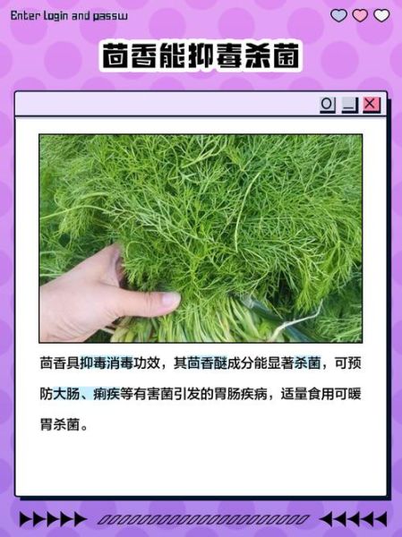 男人吃茴香有什么好处_男人吃茴香有什么坏处-第1张图片-山城妙识 男人吃茴香有什么好处_男人吃茴香有什么坏处-第1张图片-山城妙识