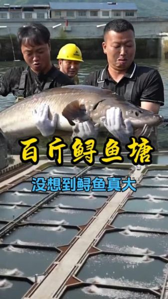 养殖中华鲟多少钱一斤_中华鲟价格为什么差异大-第2张图片-山城妙识