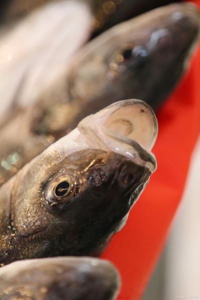 鲆鱼怎么读_鲆鱼是什么鱼-第3张图片-山城妙识