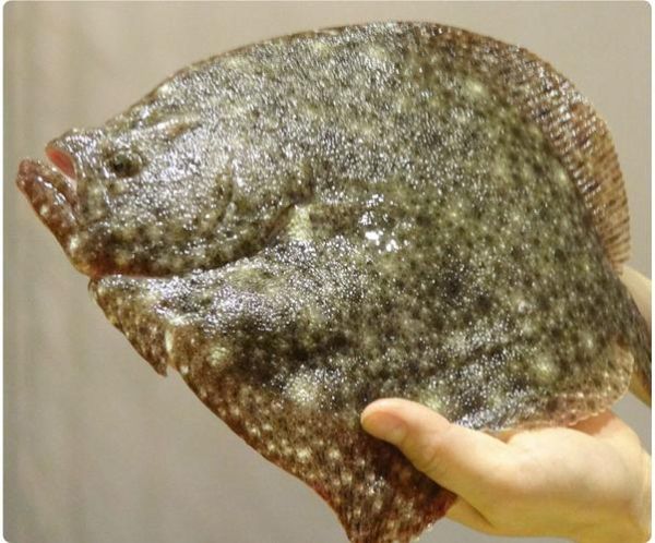 鲆鱼怎么读_鲆鱼是什么鱼-第2张图片-山城妙识