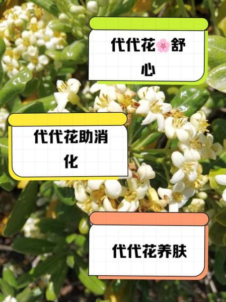 代代花泡水喝的功效_代代花泡水可以天天喝吗-第3张图片-山城妙识