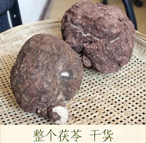 猪苓的功效与作用及禁忌_猪苓怎么吃效果最好-第3张图片-山城妙识