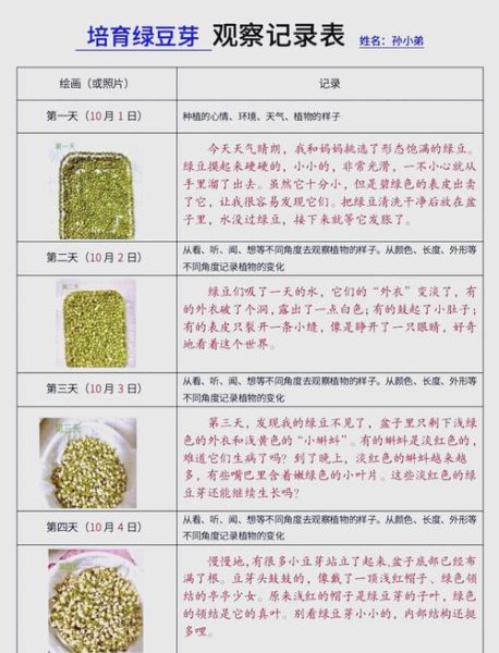 豆芽发芽需要几天_豆芽生长过程详细记录-第1张图片-山城妙识