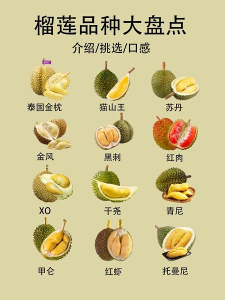 榴莲品种区别_哪种最好吃-第1张图片-山城妙识