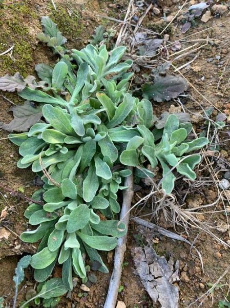 鼠曲草和艾草的区别_如何一眼区分-第1张图片-山城妙识