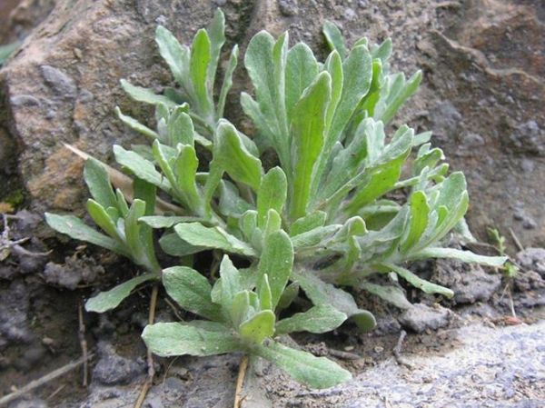 鼠曲草和艾草的区别_如何一眼区分-第2张图片-山城妙识