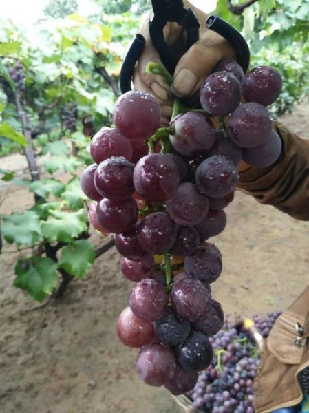 巨峰葡萄有几个品种_巨峰葡萄品种大全-第1张图片-山城妙识 巨峰葡萄有几个品种_巨峰葡萄品种大全-第1张图片-山城妙识