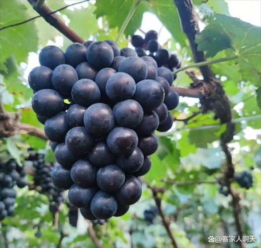 巨峰葡萄有几个品种_巨峰葡萄品种大全-第2张图片-山城妙识 巨峰葡萄有几个品种_巨峰葡萄品种大全-第2张图片-山城妙识