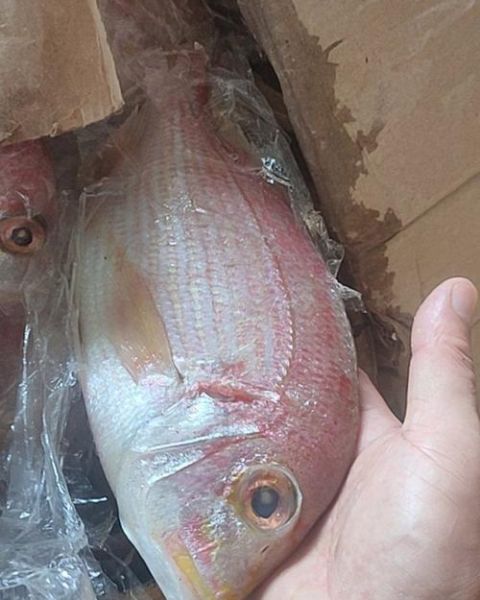 红鲷鱼多少钱一斤_红鲷鱼价格为什么差异大-第1张图片-山城妙识