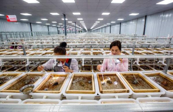 黄鳝养殖技术_黄鳝养殖利润怎么样-第3张图片-山城妙识