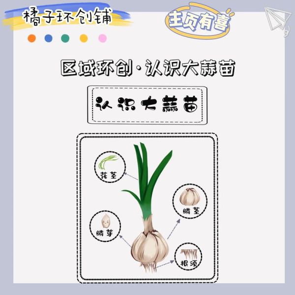 大蒜图片大全大图带叶子_新鲜大蒜叶子怎么识别-第2张图片-山城妙识