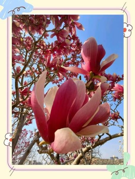 苍耳子辛夷花治鼻炎多久见效_苍耳子辛夷花鼻炎偏方用量-第2张图片-山城妙识 苍耳子辛夷花治鼻炎多久见效_苍耳子辛夷花鼻炎偏方用量-第2张图片-山城妙识