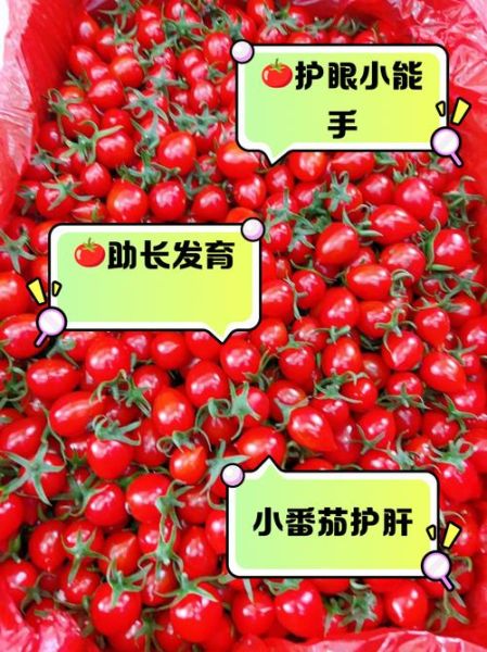 吃小番茄的好处有哪些_小番茄一天吃多少合适-第1张图片-山城妙识 吃小番茄的好处有哪些_小番茄一天吃多少合适-第1张图片-山城妙识