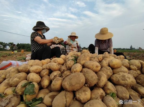 马铃薯怎么种产量高_马铃薯种植技术与管理-第1张图片-山城妙识 马铃薯怎么种产量高_马铃薯种植技术与管理-第1张图片-山城妙识