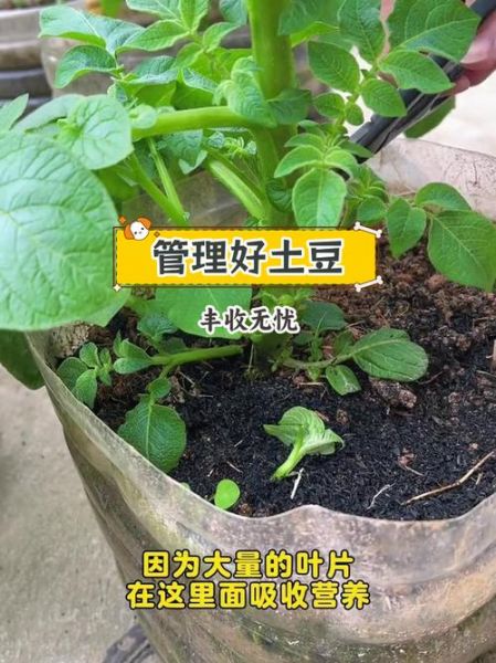 马铃薯怎么种产量高_马铃薯种植技术与管理-第2张图片-山城妙识 马铃薯怎么种产量高_马铃薯种植技术与管理-第2张图片-山城妙识