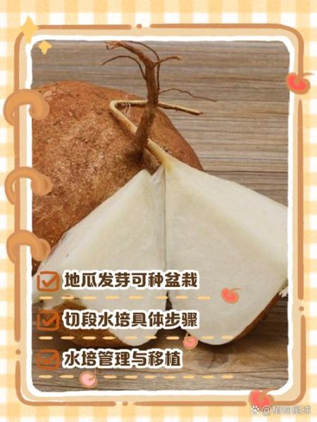 地瓜发芽了怎么种盆栽_地瓜盆栽种植方法-第1张图片-山城妙识 地瓜发芽了怎么种盆栽_地瓜盆栽种植方法-第1张图片-山城妙识