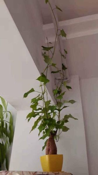 地瓜发芽了怎么种盆栽_地瓜盆栽种植方法-第3张图片-山城妙识 地瓜发芽了怎么种盆栽_地瓜盆栽种植方法-第3张图片-山城妙识