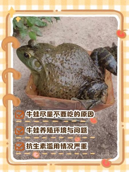 牛蛙生长周期多久_牛蛙养殖周期详解-第2张图片-山城妙识