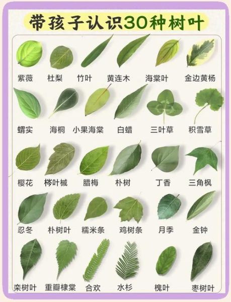 树叶图片大全_如何识别常见树叶-第1张图片-山城妙识