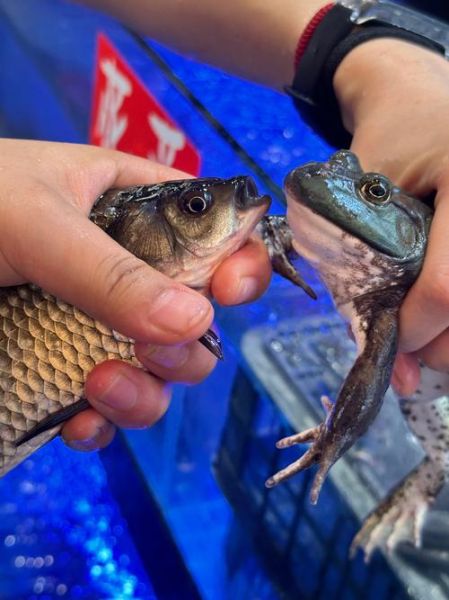 牛蛙生长周期多久_牛蛙养殖周期详解-第1张图片-山城妙识