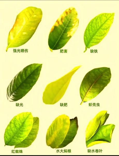 树叶图片大全_如何识别常见树叶-第2张图片-山城妙识