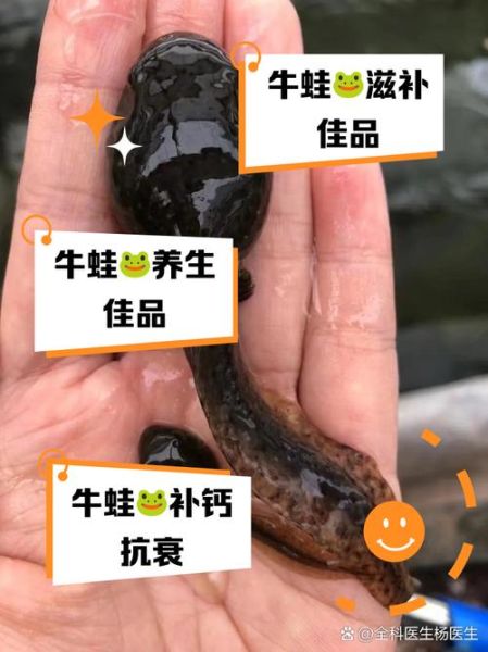 牛蛙生长周期多久_牛蛙养殖周期详解-第3张图片-山城妙识